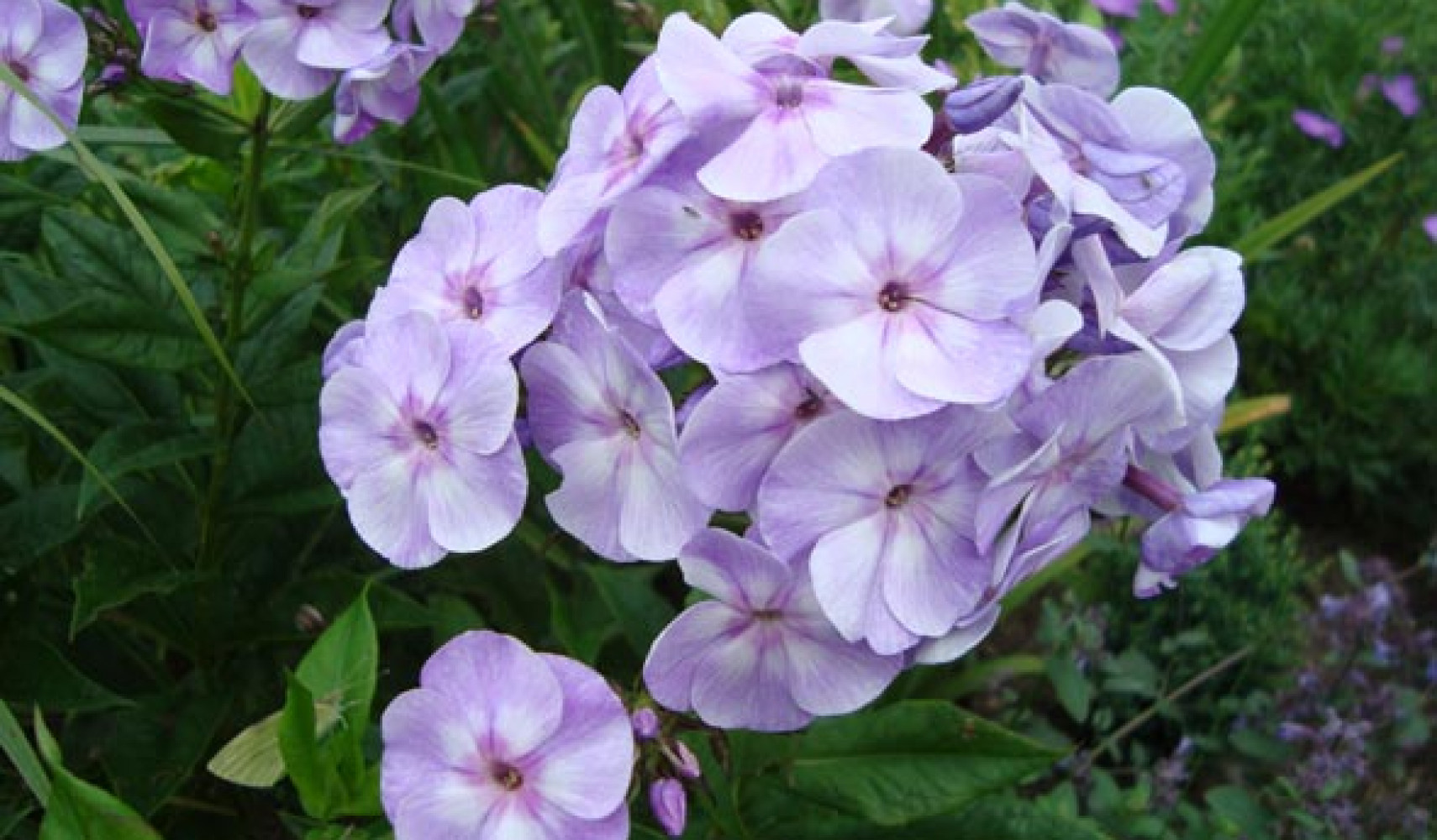 Флокс метельчатый посадка и уход, фото сортов, выращивание и ...