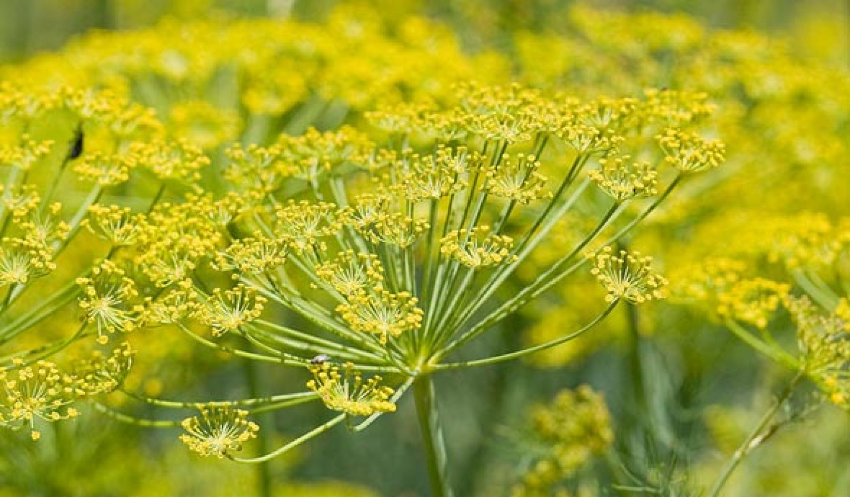 Укроп: посадка и уход, выращивание в открытом грунте и сочетание с ...