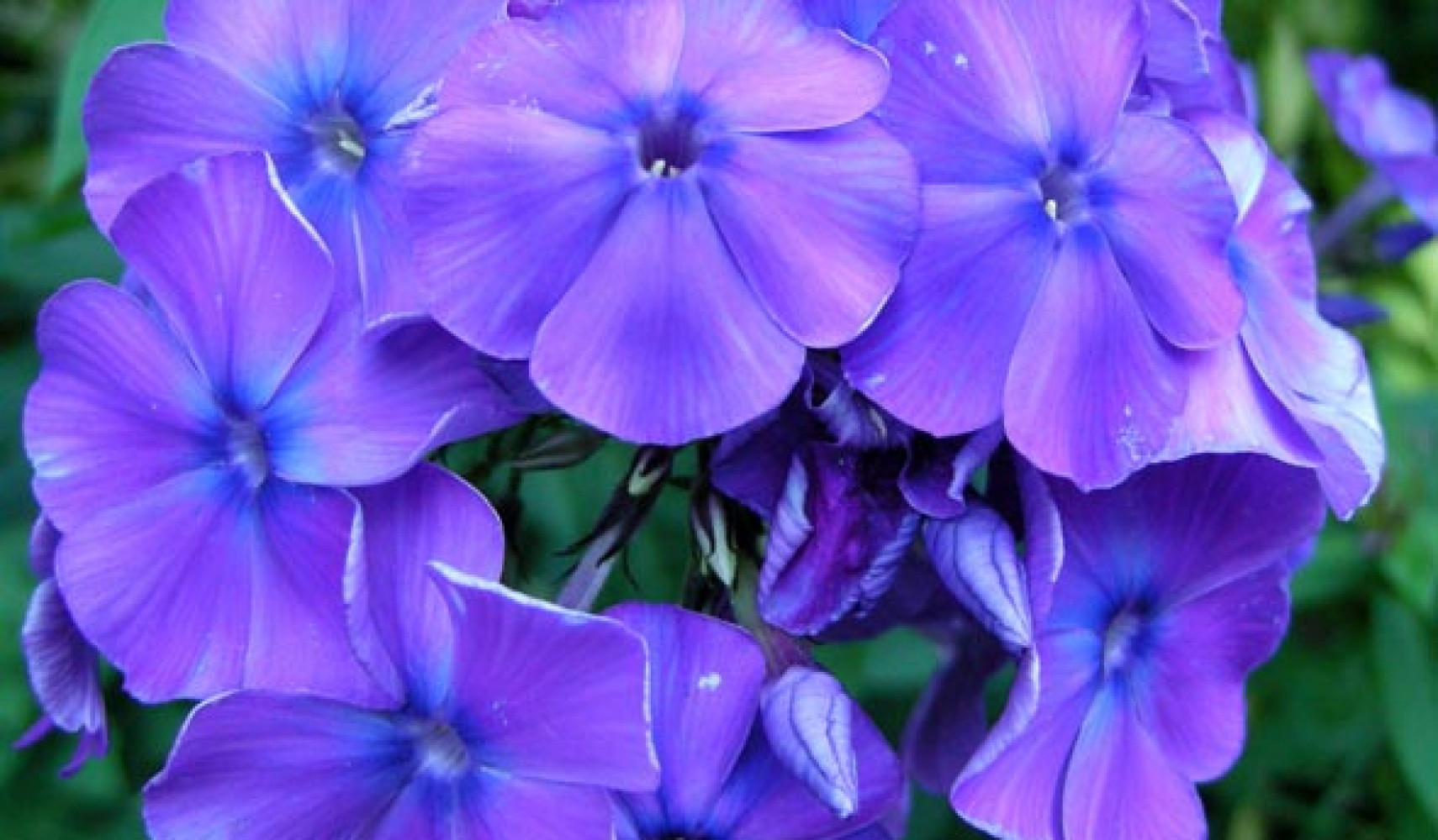Флокс метельчатый посадка и уход, фото сортов, выращивание и ...