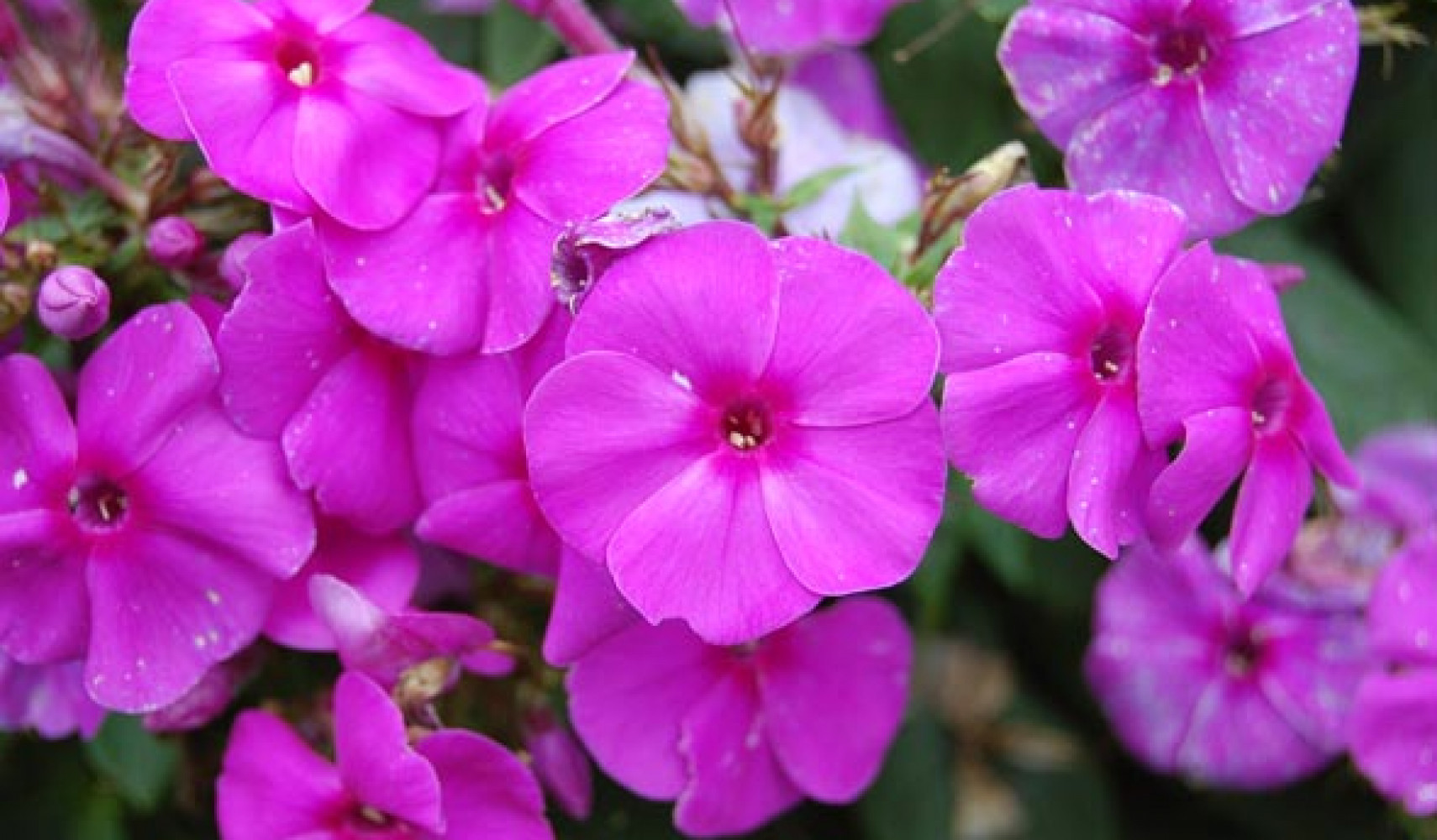 Флокс метельчатый посадка и уход, фото сортов, выращивание и ...