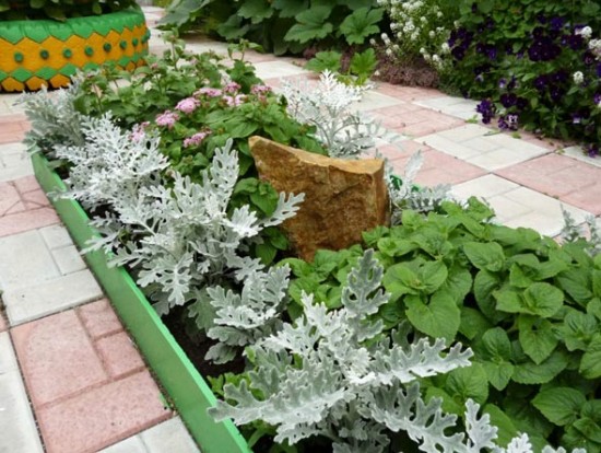 Цинерария серебристая посадка и уход, фото, место в ландшафтном дизайне ...