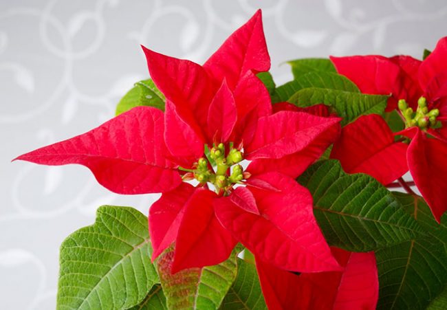 пуансетия: уход в домашних условиях, как обрезать, размножение + фото