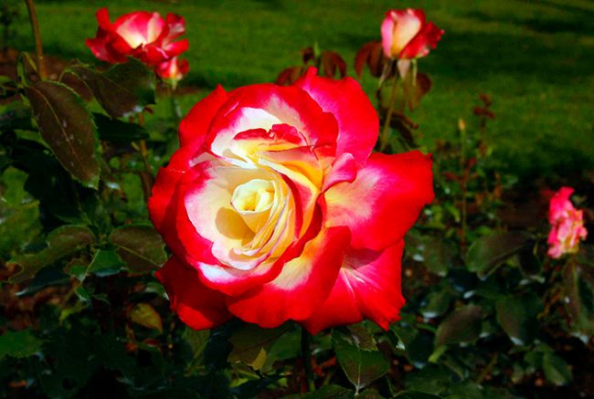 Роза Дабл Делайт - описание и фото сорта, отзывы цветоводов