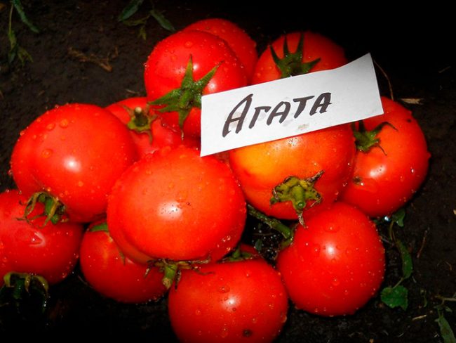 Томат Агата: характеристика и описание сорта, фото, отзывы