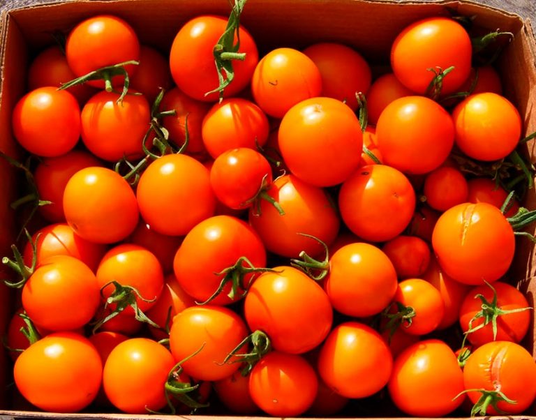 Томат Наслаждение F1: характеристика сорта, фото, отзыв