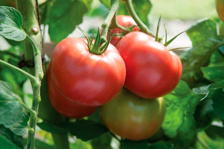 Томат Розовый царь F1: характеристика сорта, отзыв, фото