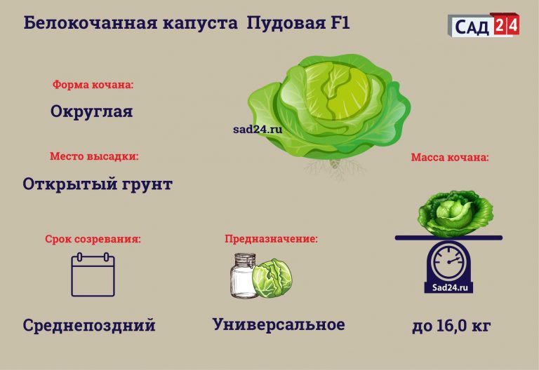 Капуста Пудовая F1: описание, урожайность сорта, фото, отзывы