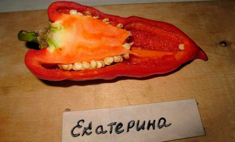 Перец Екатерина F1: отзывы, фото, урожайность, описание сорта