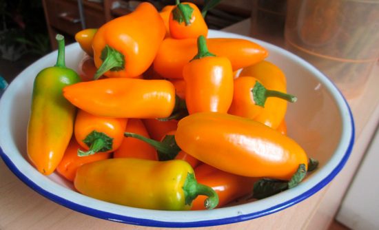 Перец Лисичка F1: описание и характеристика сорта, отзывы, фото